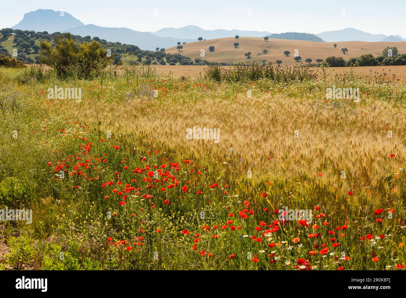 landscape with grain field, poppies and oak trees, El Bosque, near ...