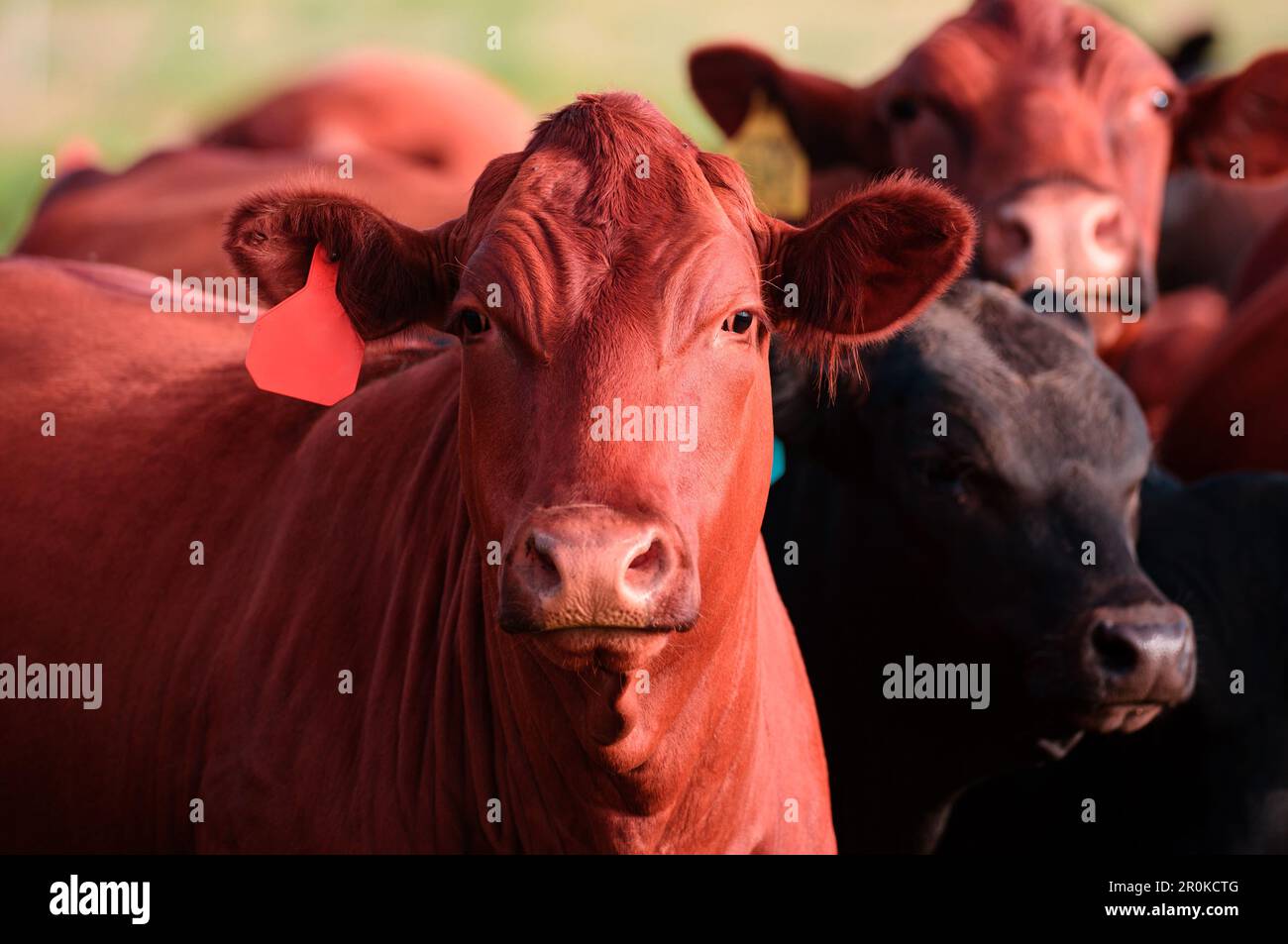 Cattle farming, breeding, milk and meat production concept Stock Photo ...