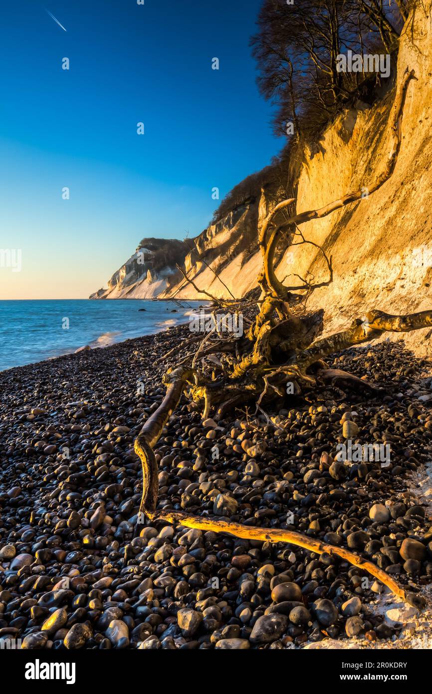 Driftwood on the beach, Chalk Cliffs, White Cliffs of Moen, Moens Klint ...