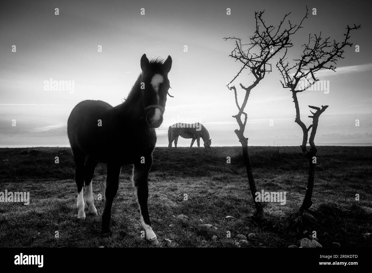 Baltic animals Black and White Stock Photos & Images - Alamy