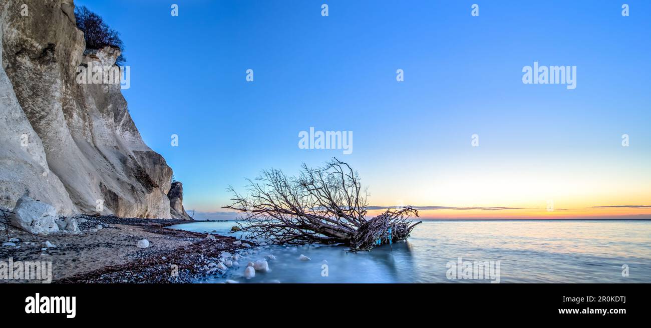 Tree, driftwood on the beach, Chalk Cliffs, White Cliffs of Moen, Moens ...
