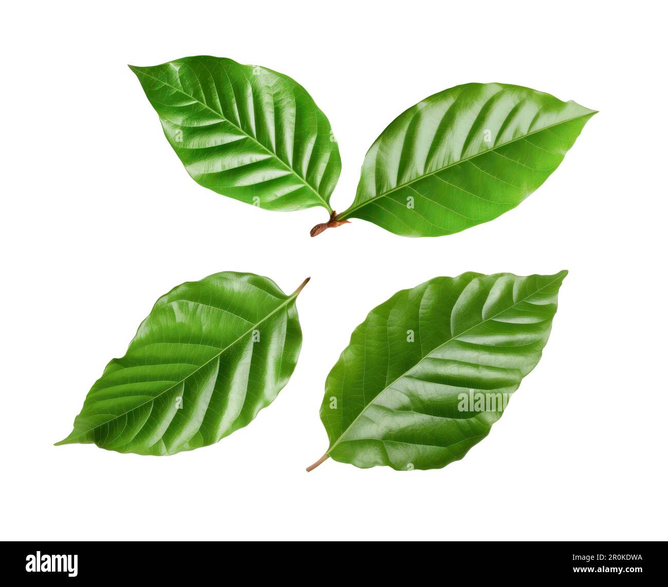 coffee leaves isolated white background Stock Photo - Alamy