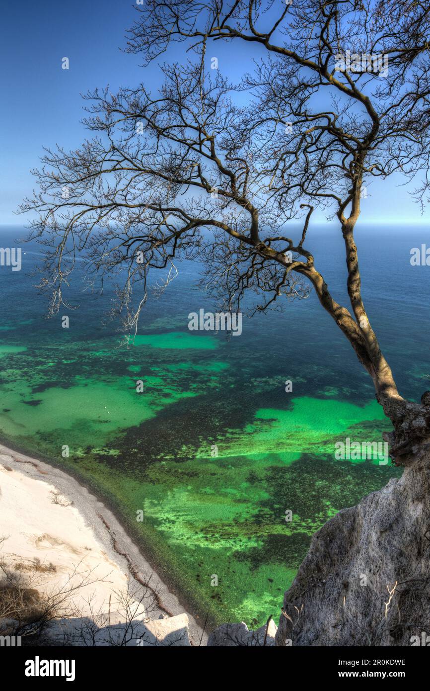 Tree on the top of chalk cliffs, White Cliffs of Moen, Moens Klint ...