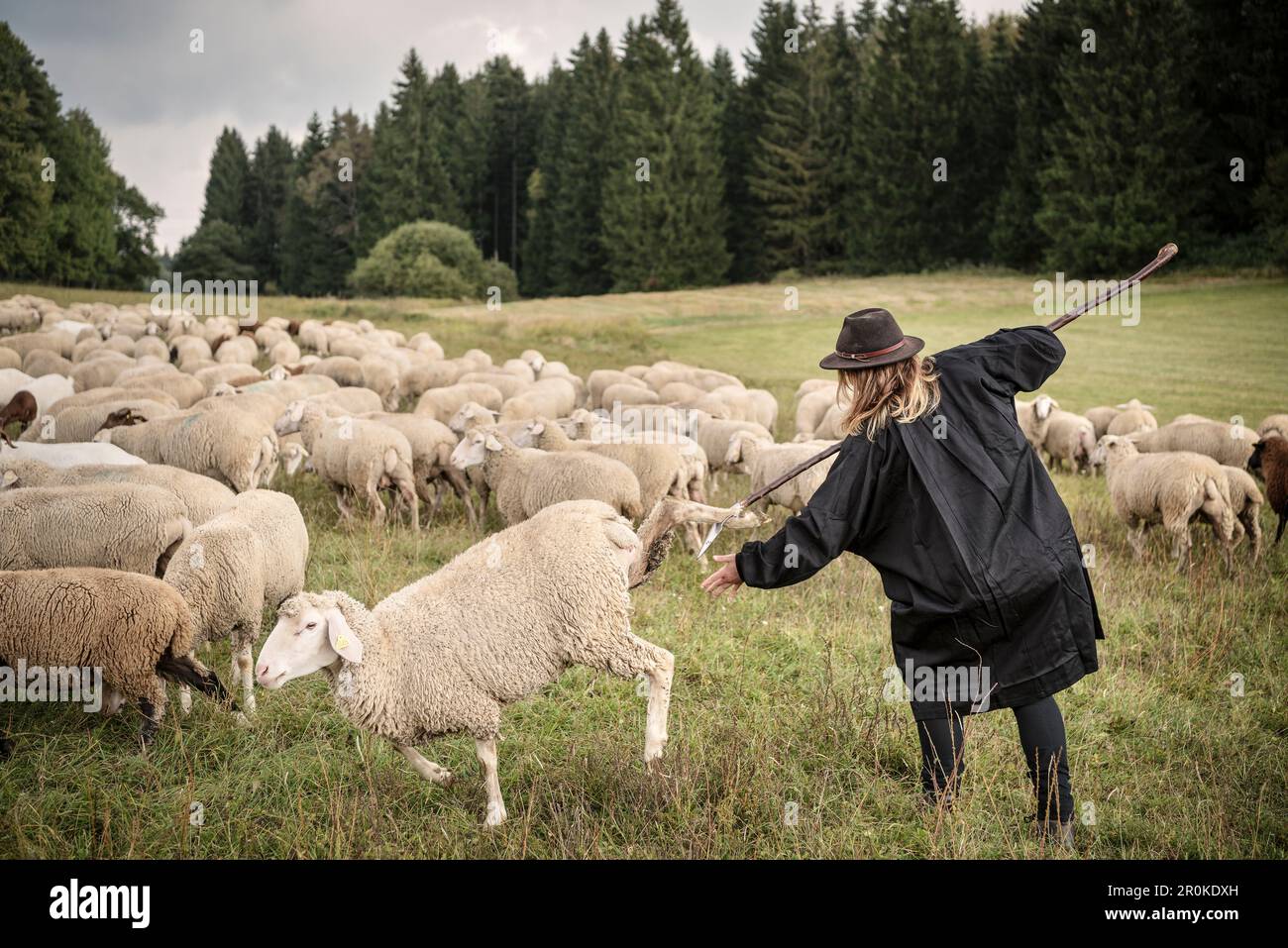 young sheepherder woman catches sheep, sheep farming, Giengen on the ...