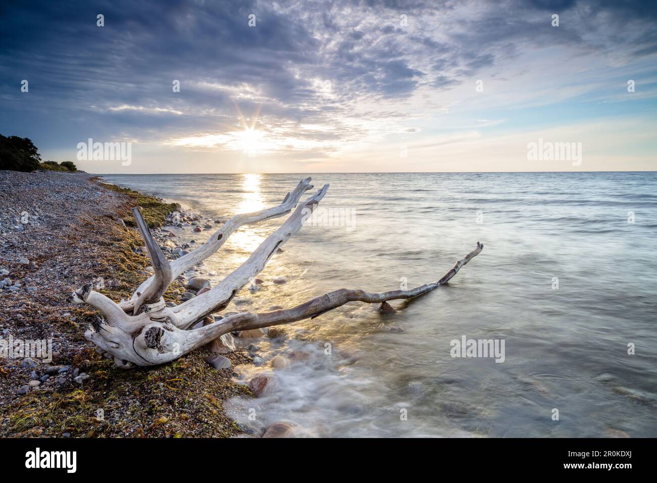 Driftwood on the beach, Stege, Isle of Moen, Denmark Stock Photo - Alamy