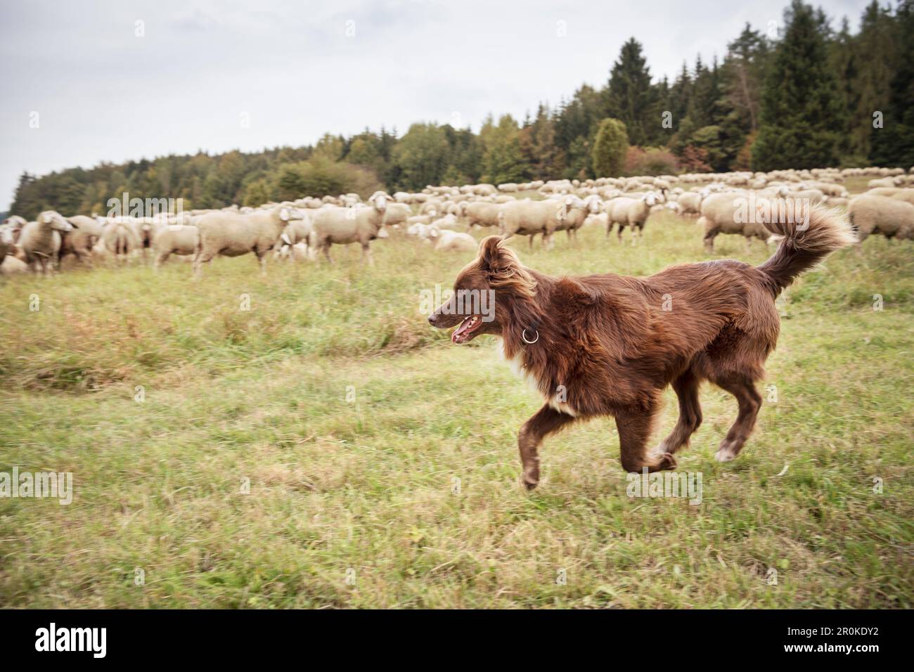 sheep dopg protects sheeps at meadow, sheep farming, Giengen on the ...