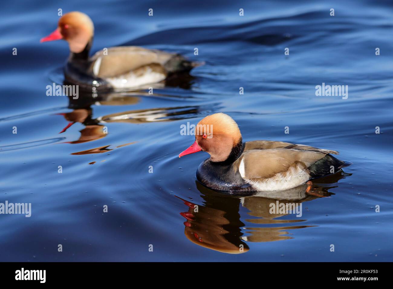 Two red-crested pochards swimming on lake, Netta rufina, lake Chiemsee ...