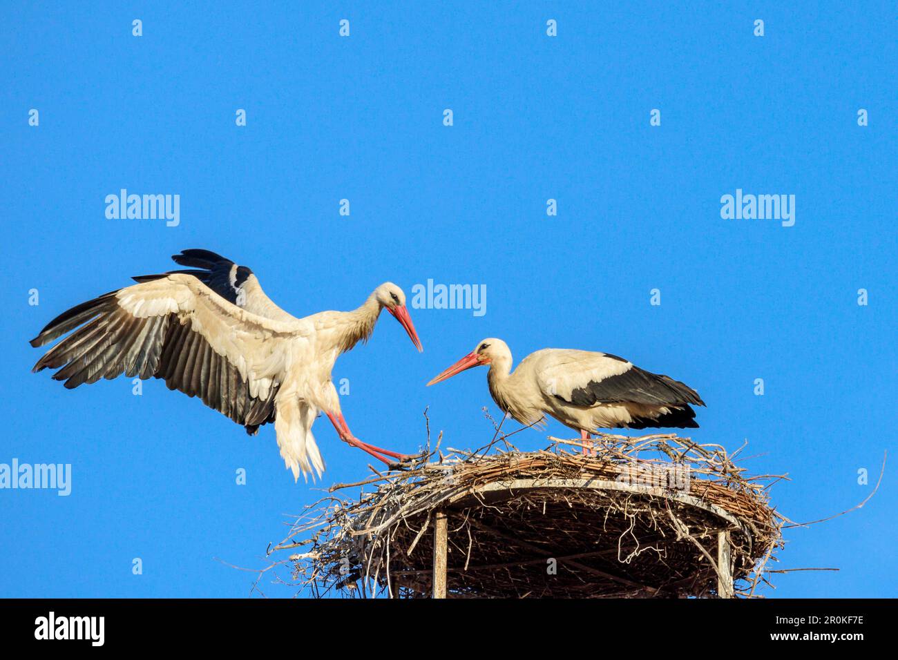 White stork landing on nest with partner, Ciconia ciconia, Rust, lake ...