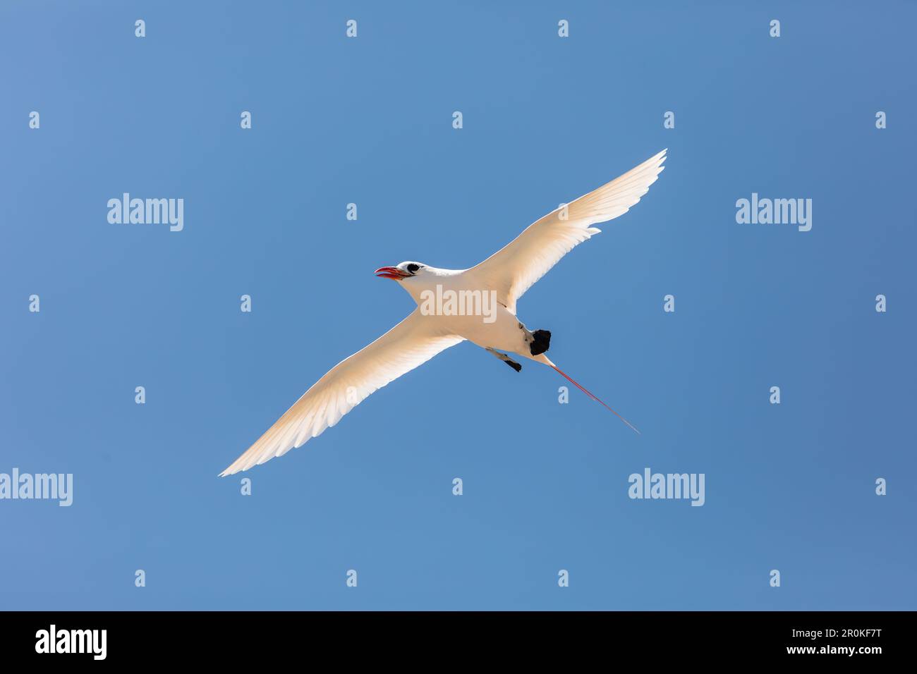 The red-tailed tropicbird (Phaethon rubricauda) in flight. Seabird ...
