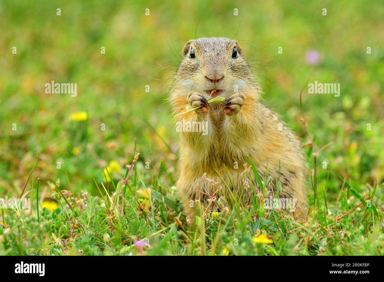 Ground squirrel eating seed, Spermophilus, lake Neusiedl, National Park ...