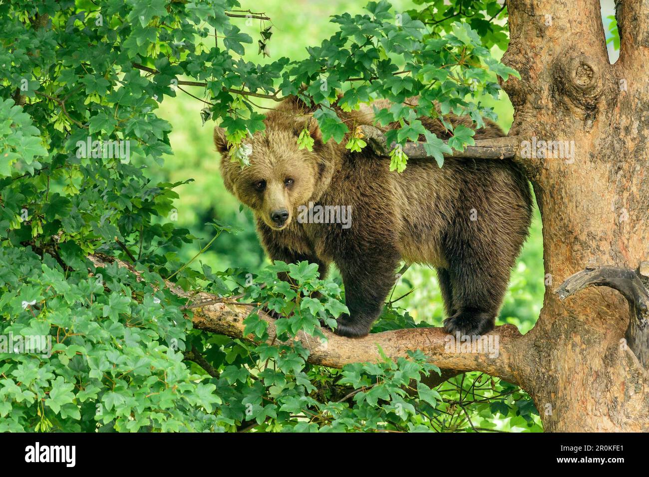Brown bear standing on branch at tree, Upper Bavaria, Bavaria, Germany ...