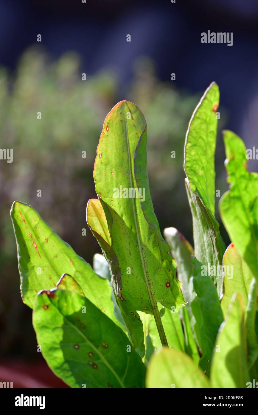 Lavender sorrel plant hi-res stock photography and images - Alamy