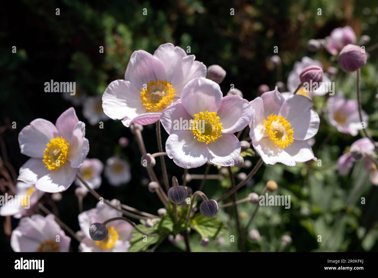 Eriocapitella tomentosa, a species of flowering plant in the buttercup ...