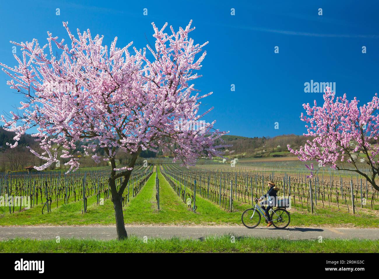 Almond blossom, Mandelbluetenweg, Deutsche Weinstrasse (German Wine ...