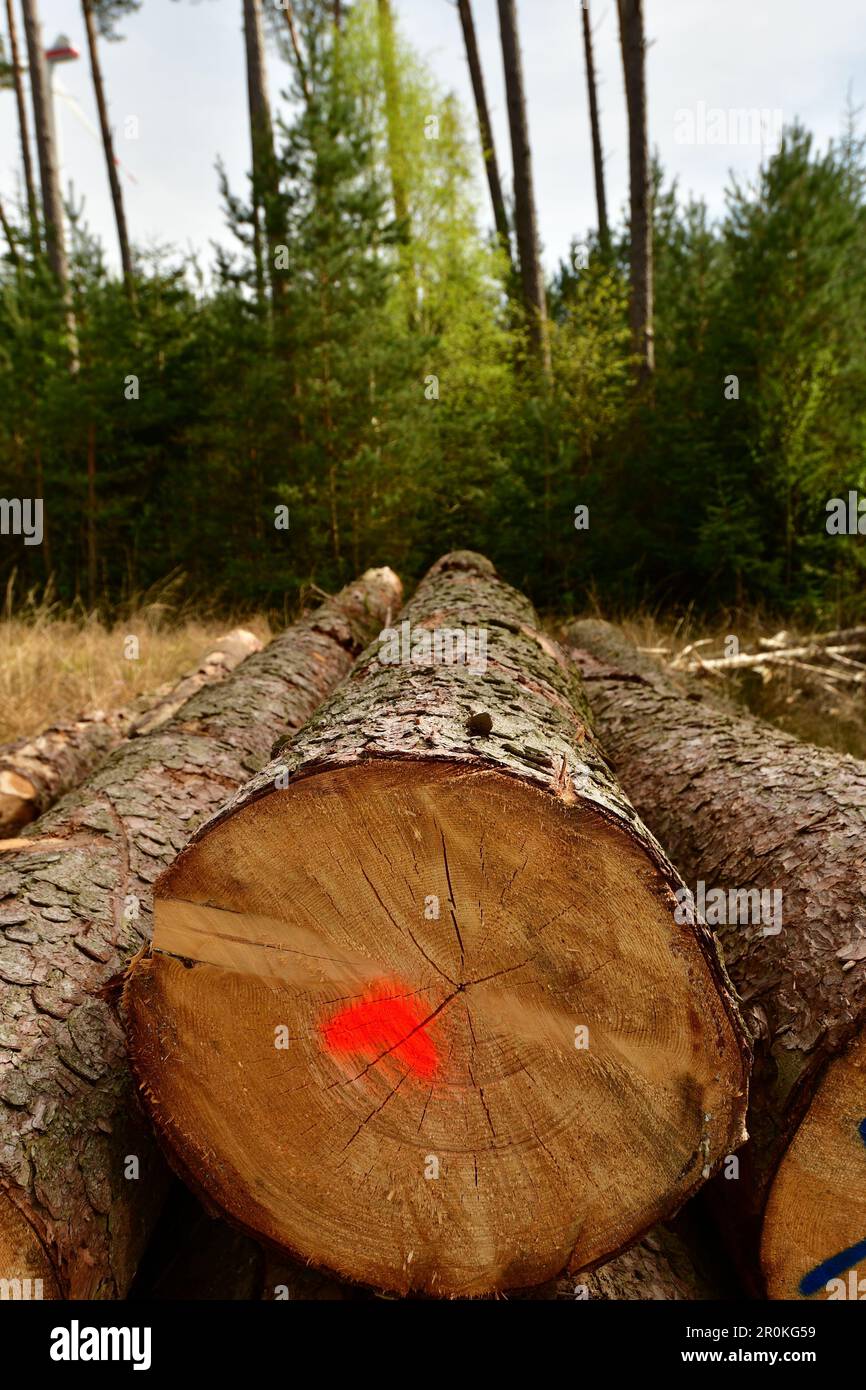 Pile of cut forest trees in german forest Stock Photo - Alamy