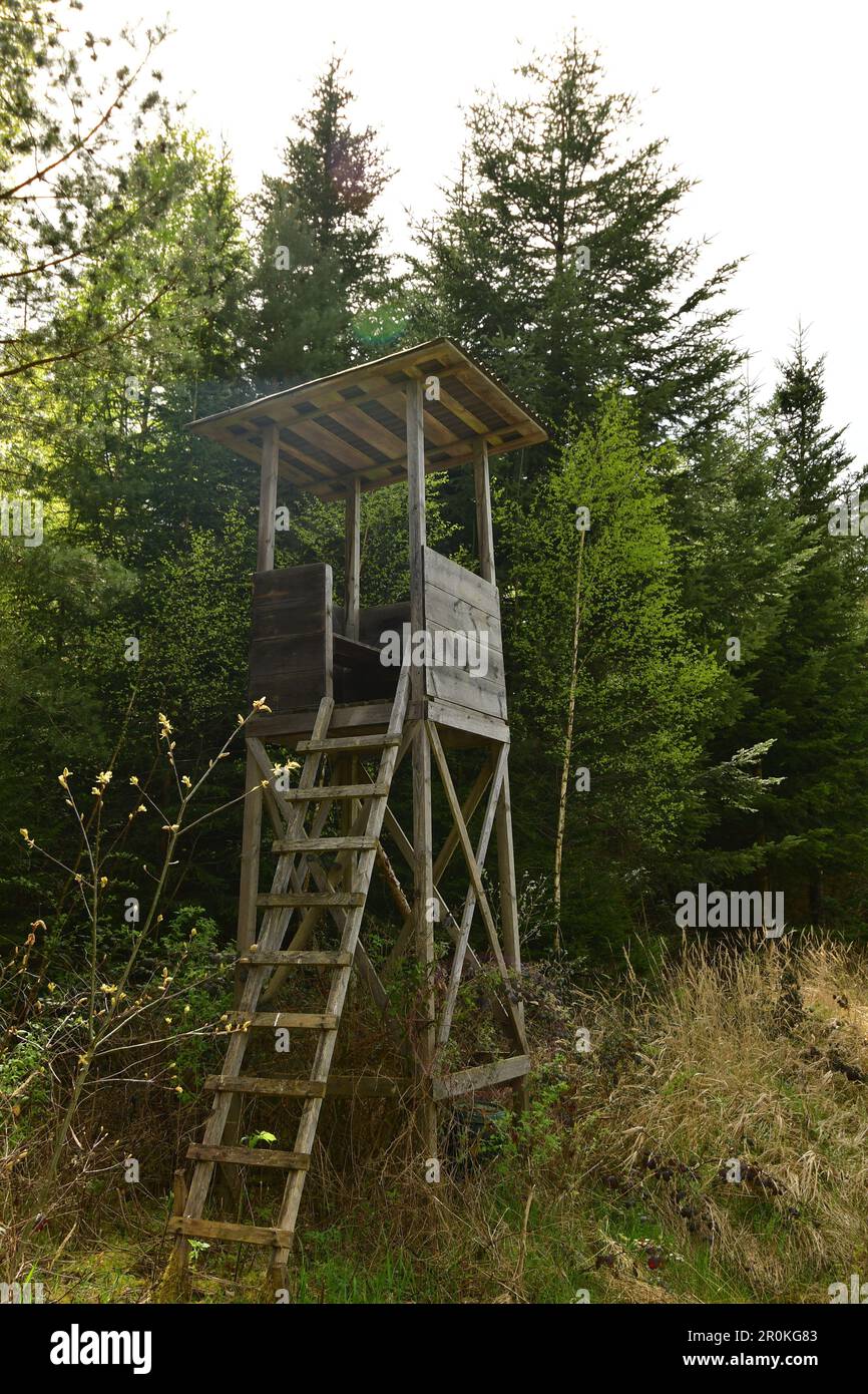 Hunting Hide in german Forest in Summer Stock Photo - Alamy