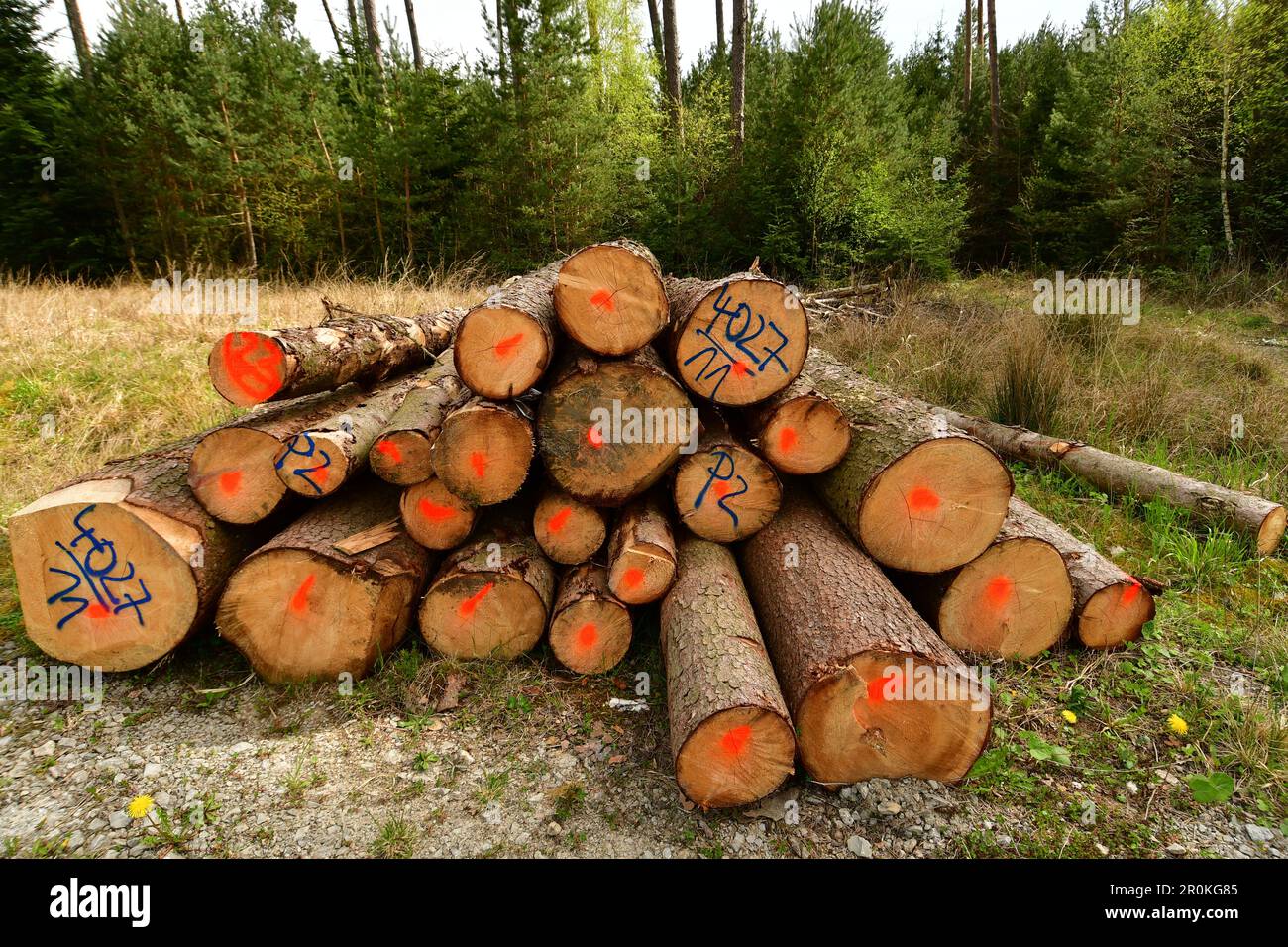 Many cut trees in hi-res stock photography and images - Alamy