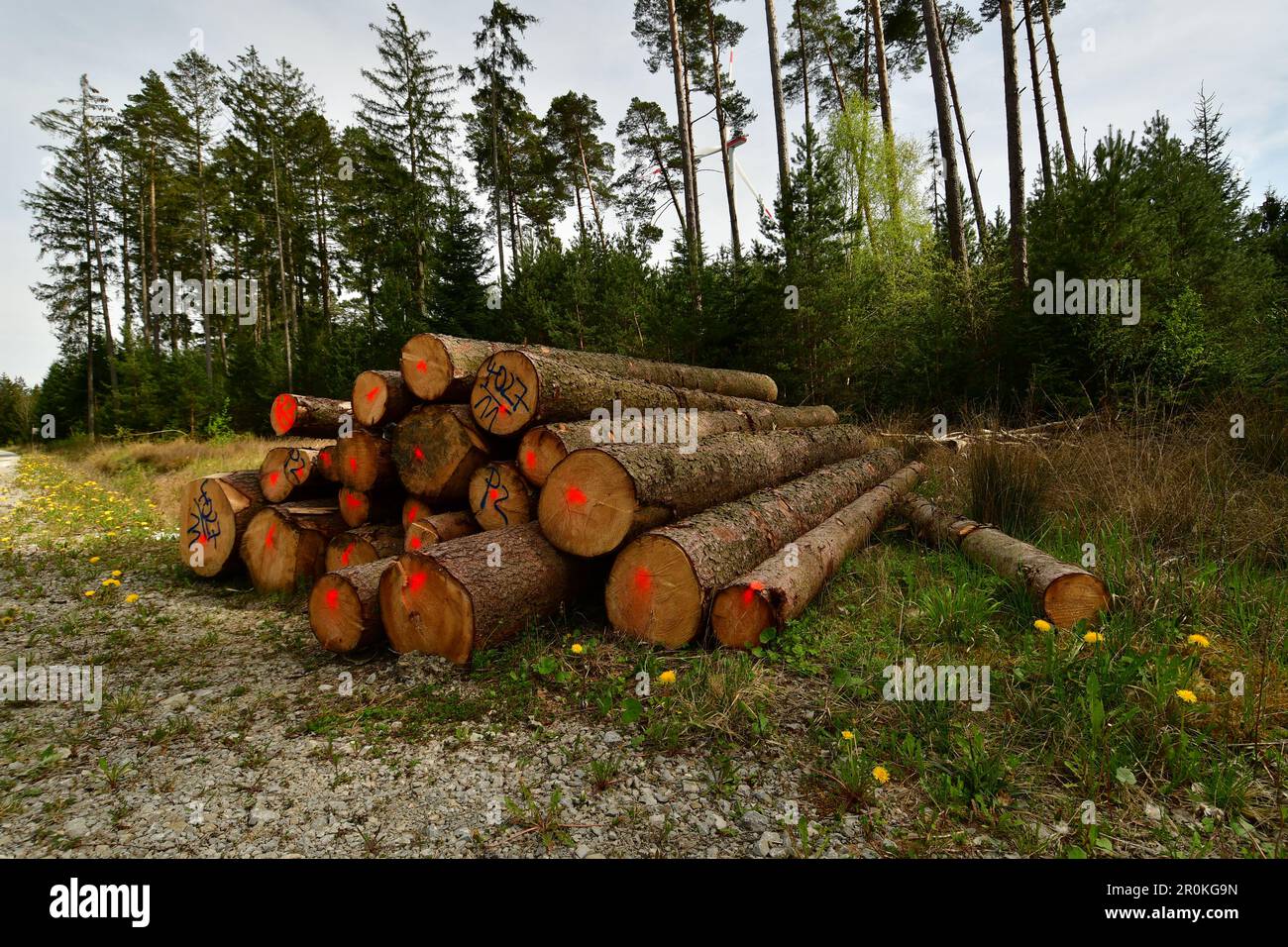 Pile of cut forest trees in german forest Stock Photo - Alamy