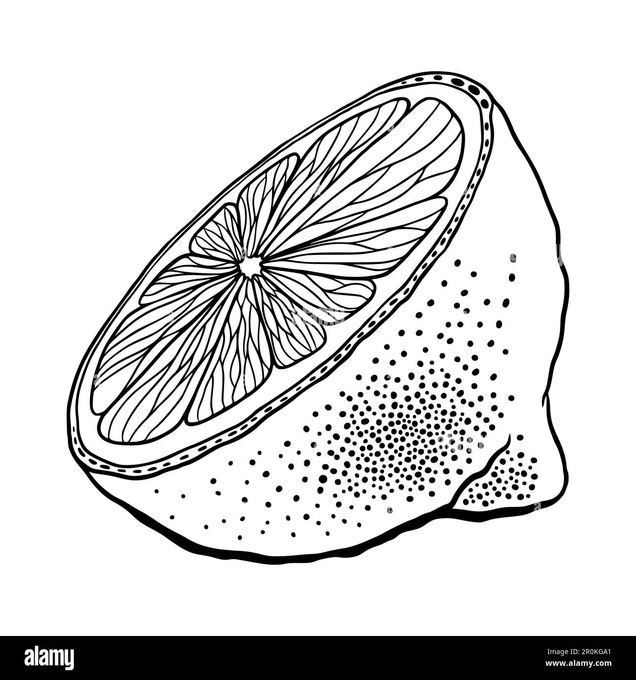 Hand drawn cut lemon etching. Outline citrus half engraving isolated on white background. Vector ...