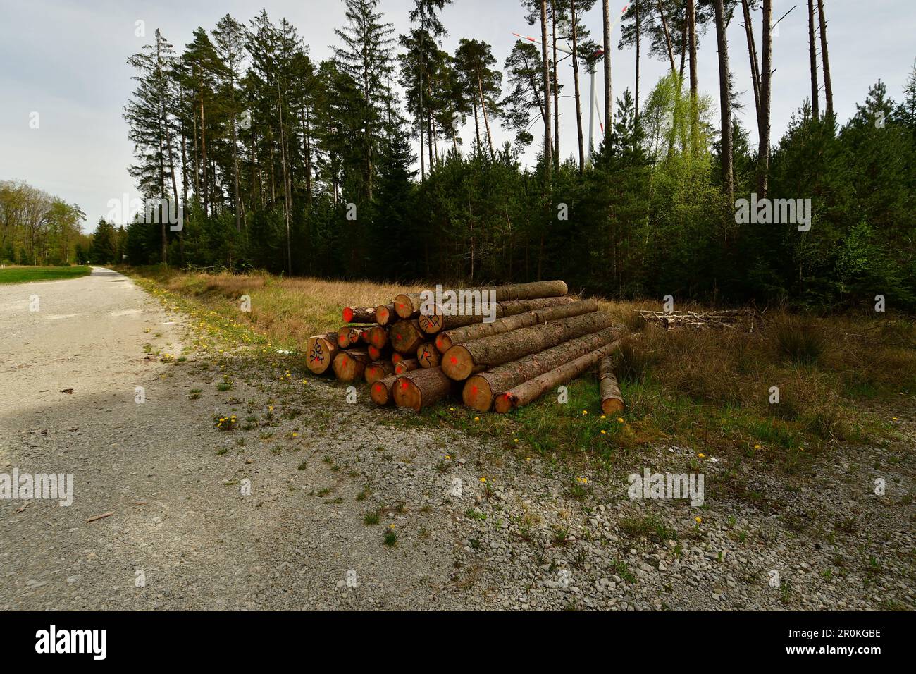 Pile of cut forest trees in german forest Stock Photo - Alamy