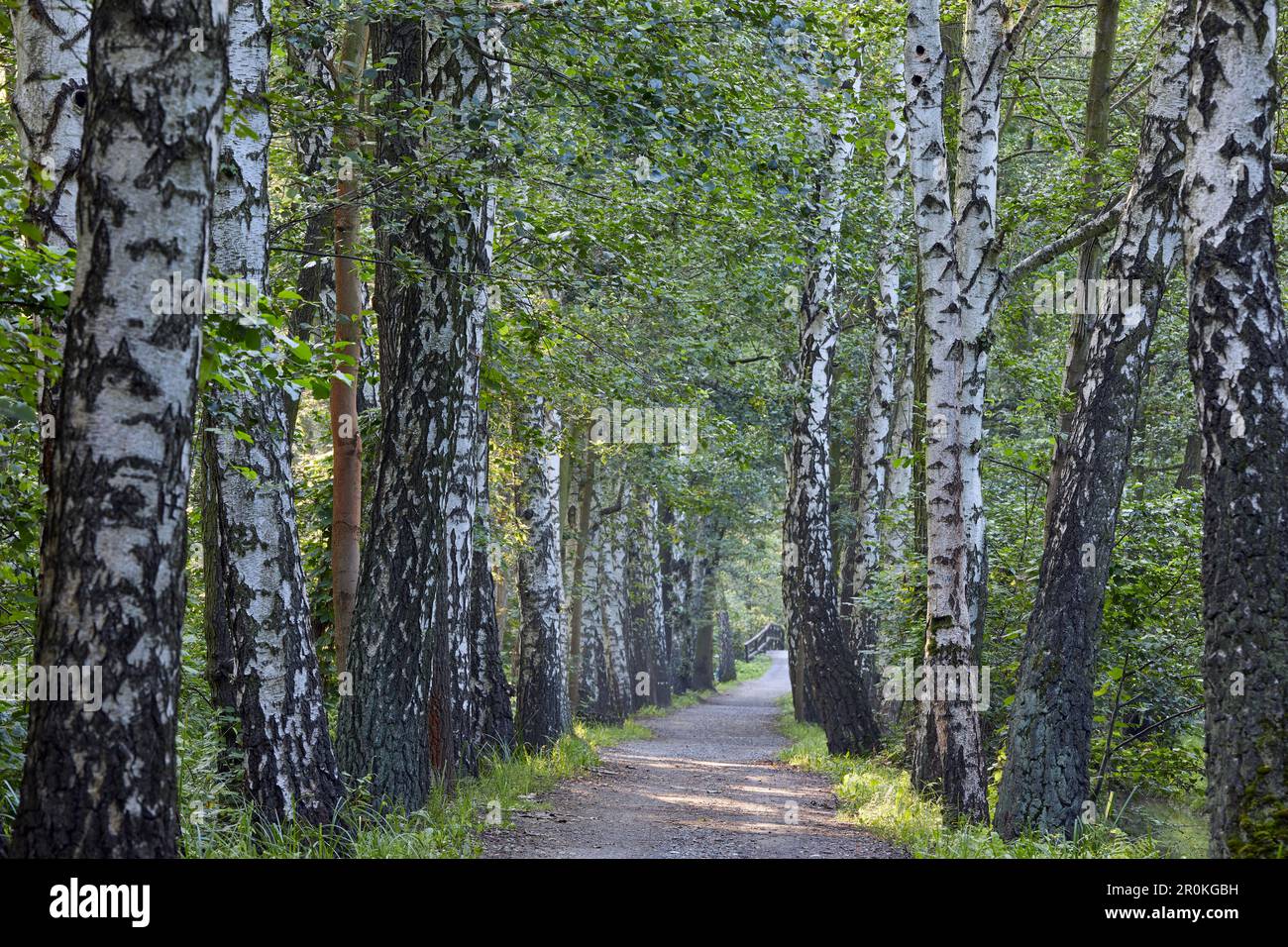 Birch alley on the road between Lehde and Leipe, Spreewald, Brandenburg ...