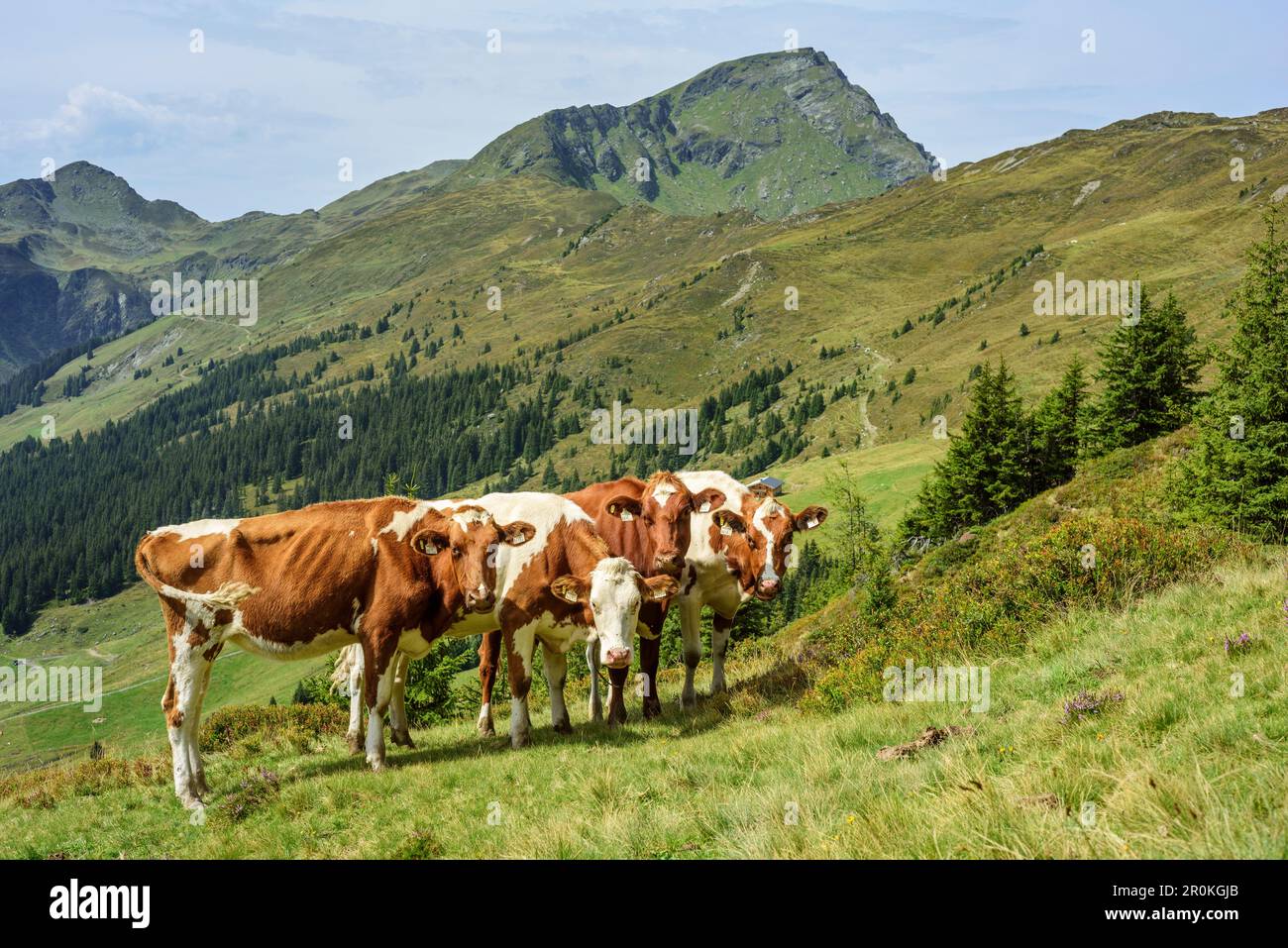 Four cows hi-res stock photography and images - Alamy
