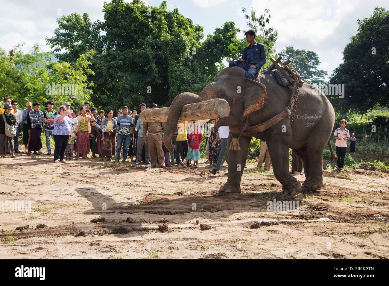 Myanmar elephant log not timber hi-res stock photography and images - Alamy