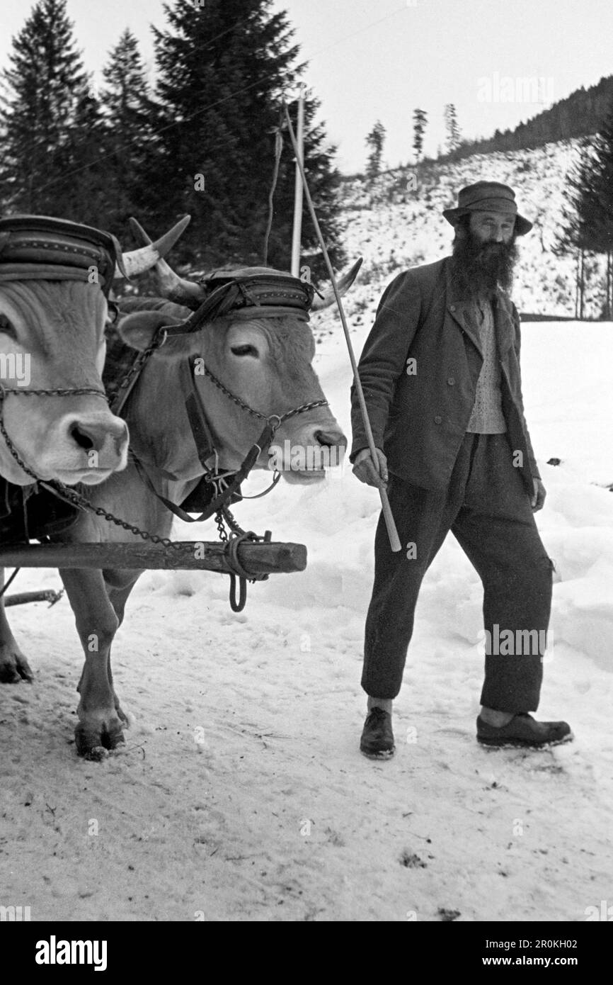 Viehhirte mit Kühen, Garmisch Partenkirchen 1936. Cattle herder with ...