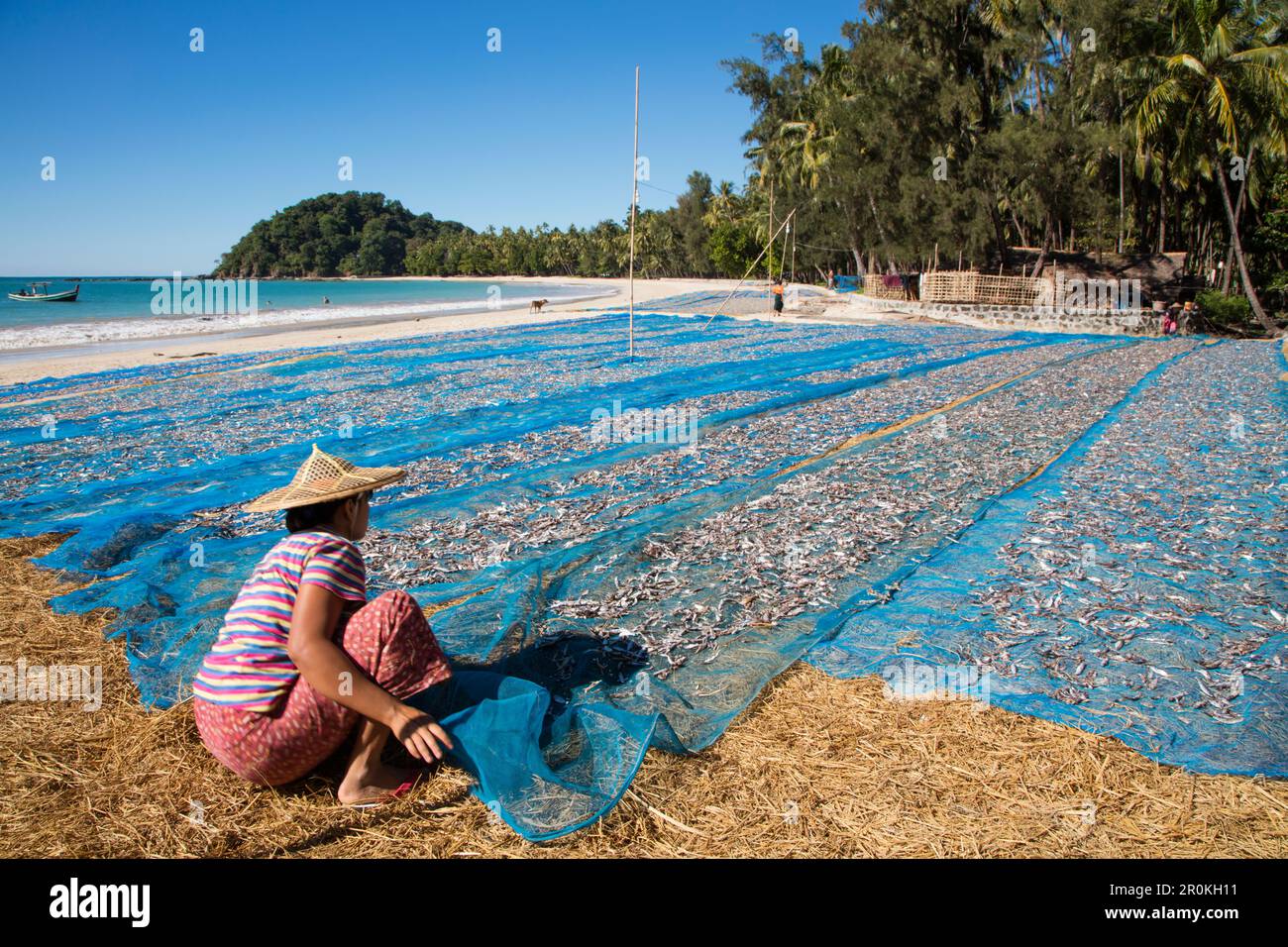 Woman shakes tarp with dried little fish on Ngapali Beach, Ngapali ...