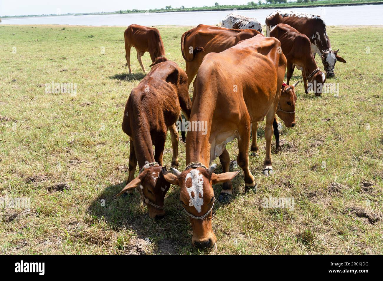 Bull in field cows hi-res stock photography and images - Alamy