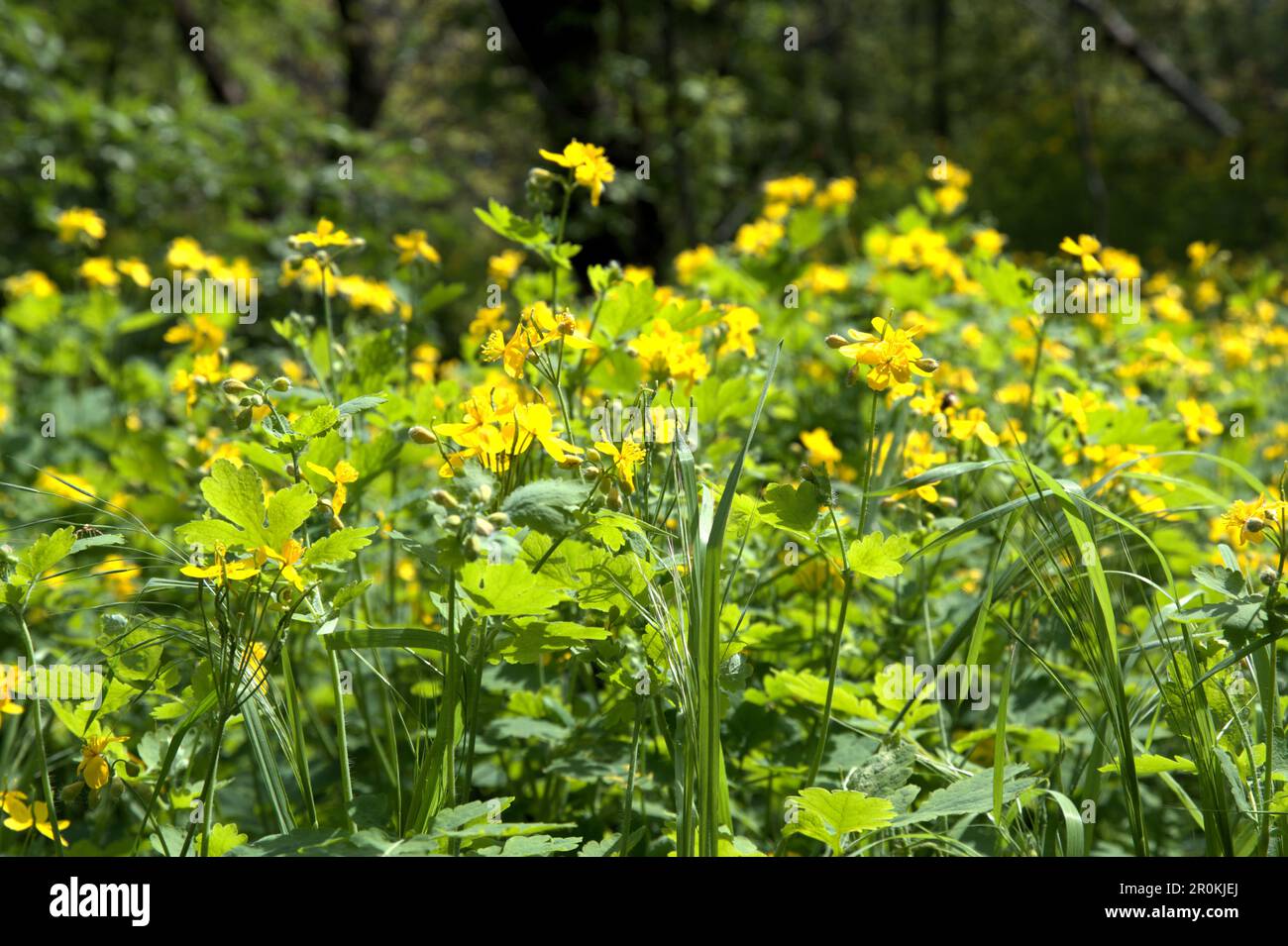 Beautiful blooming fresh celandine flowers green leaves yellow colors ...