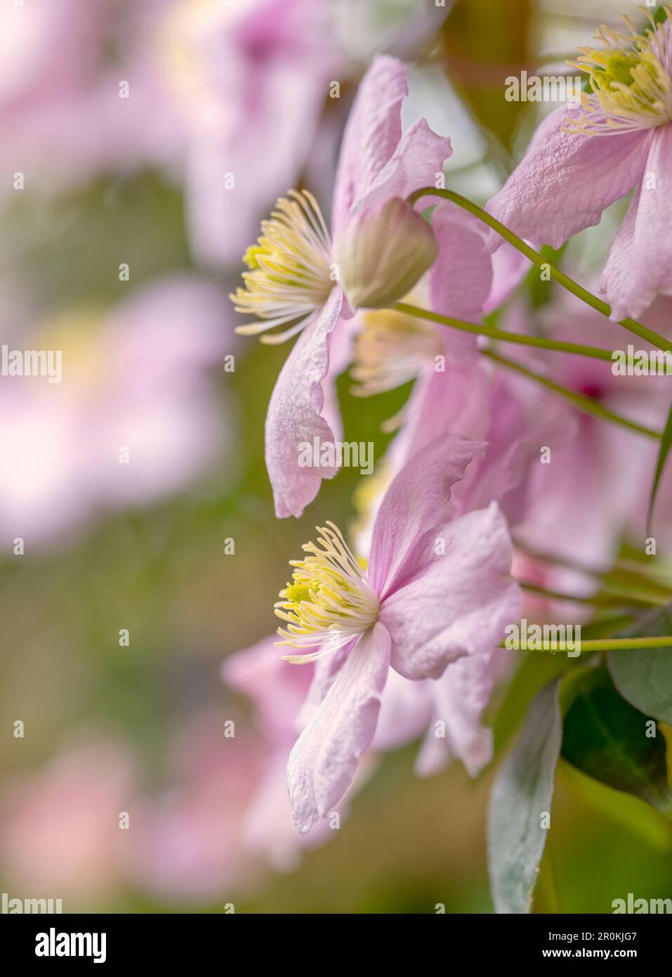 A beautifully fragrant, pale pink Clematis flower Stock Photo - Alamy