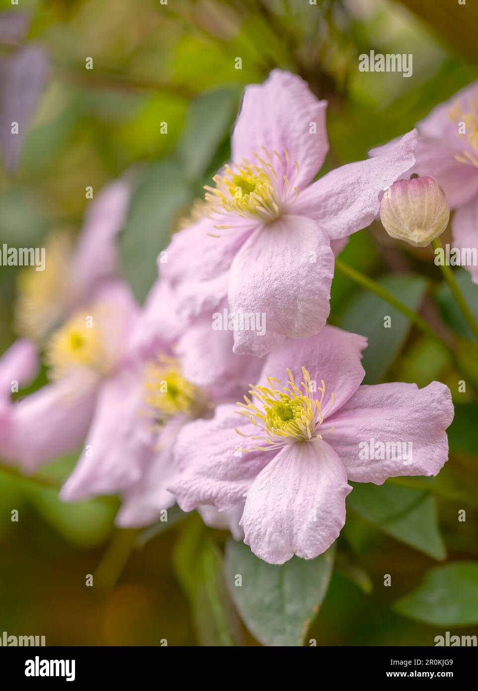 A beautifully fragrant, pale pink Clematis flower Stock Photo - Alamy
