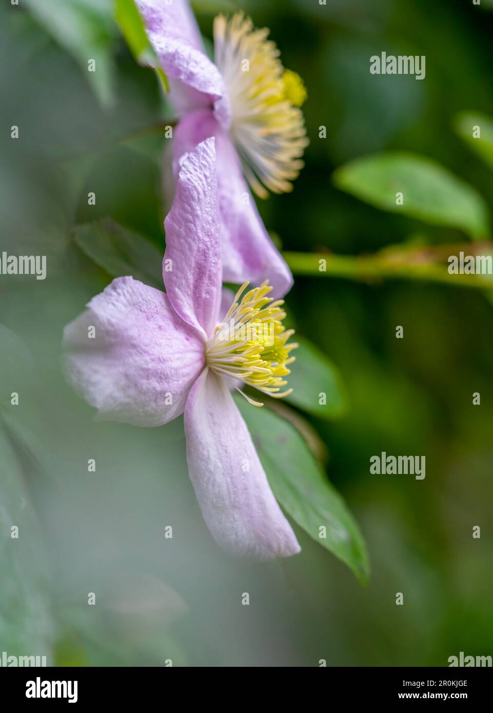 A beautifully fragrant, pale pink Clematis flower Stock Photo - Alamy