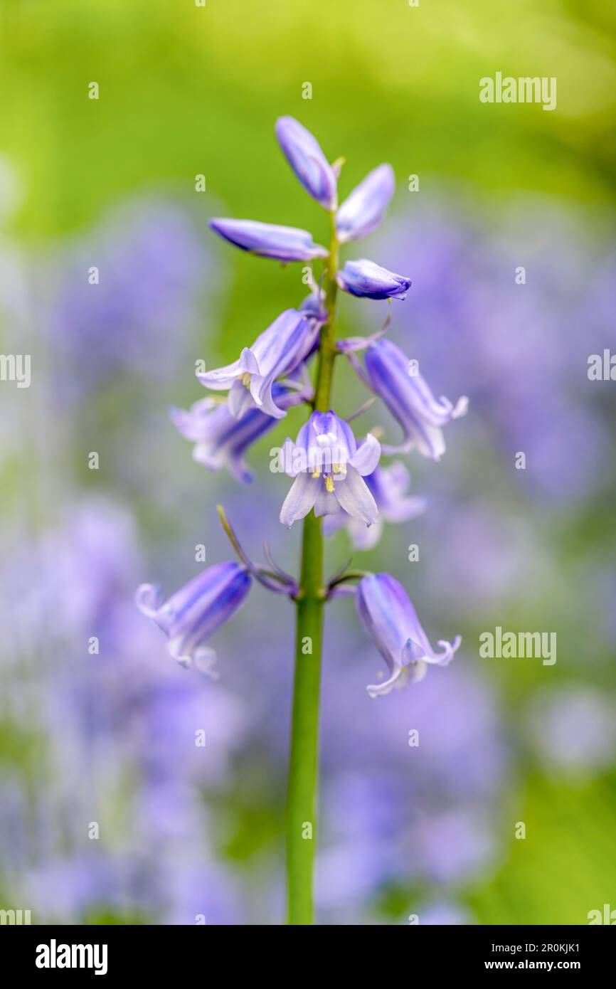 A beautiful fragrant Bluebell flower, (Hyacinthoides non-scripta ...