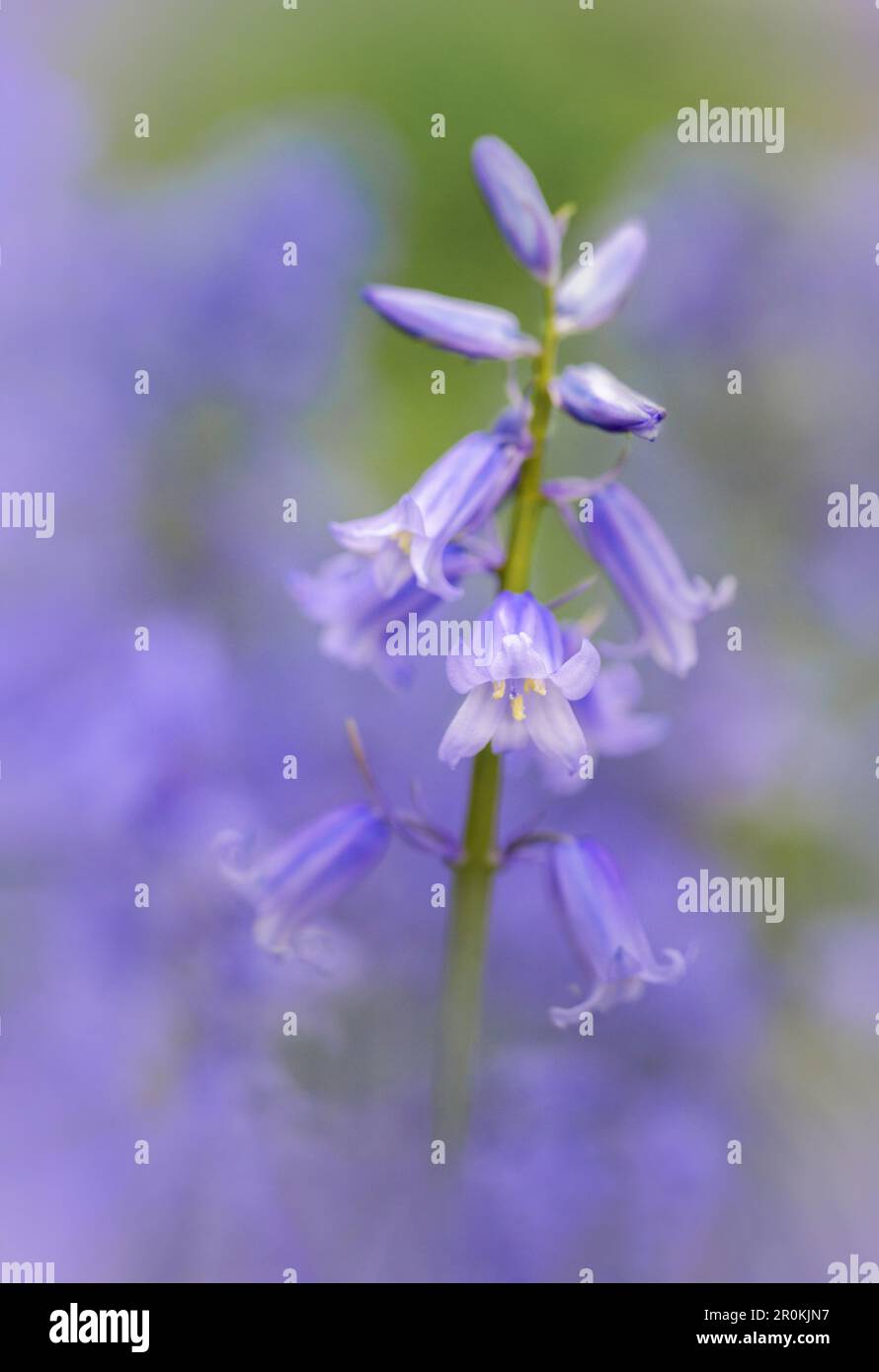 A beautiful fragrant Bluebell flower, (Hyacinthoides non-scripta ...