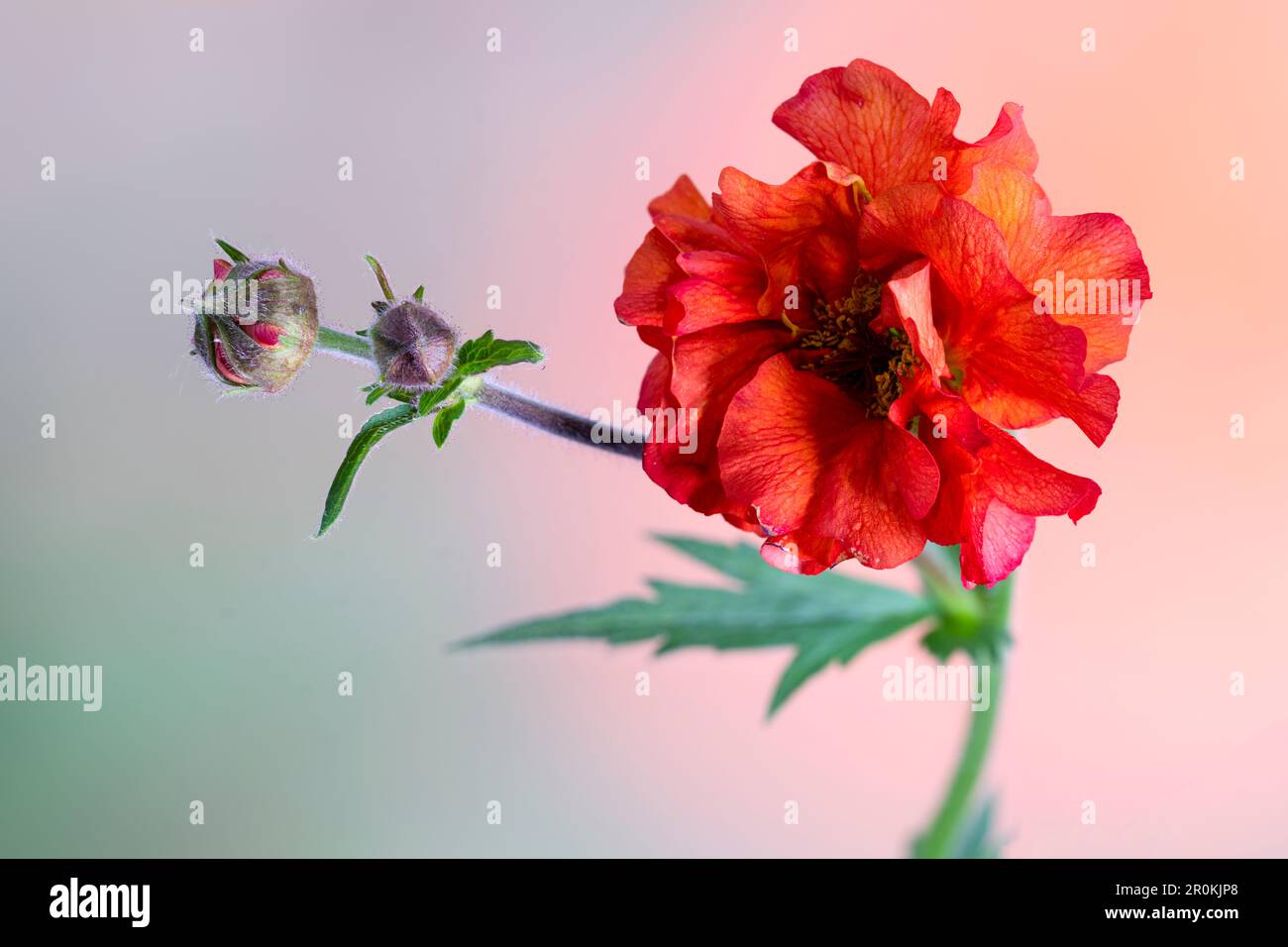 A beautiful Red Geum flower isolated against a blurred foliage ...