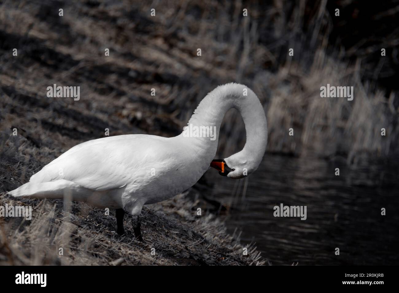 beautiful swan on the edge of the lake bends his neck, dark tone Stock ...
