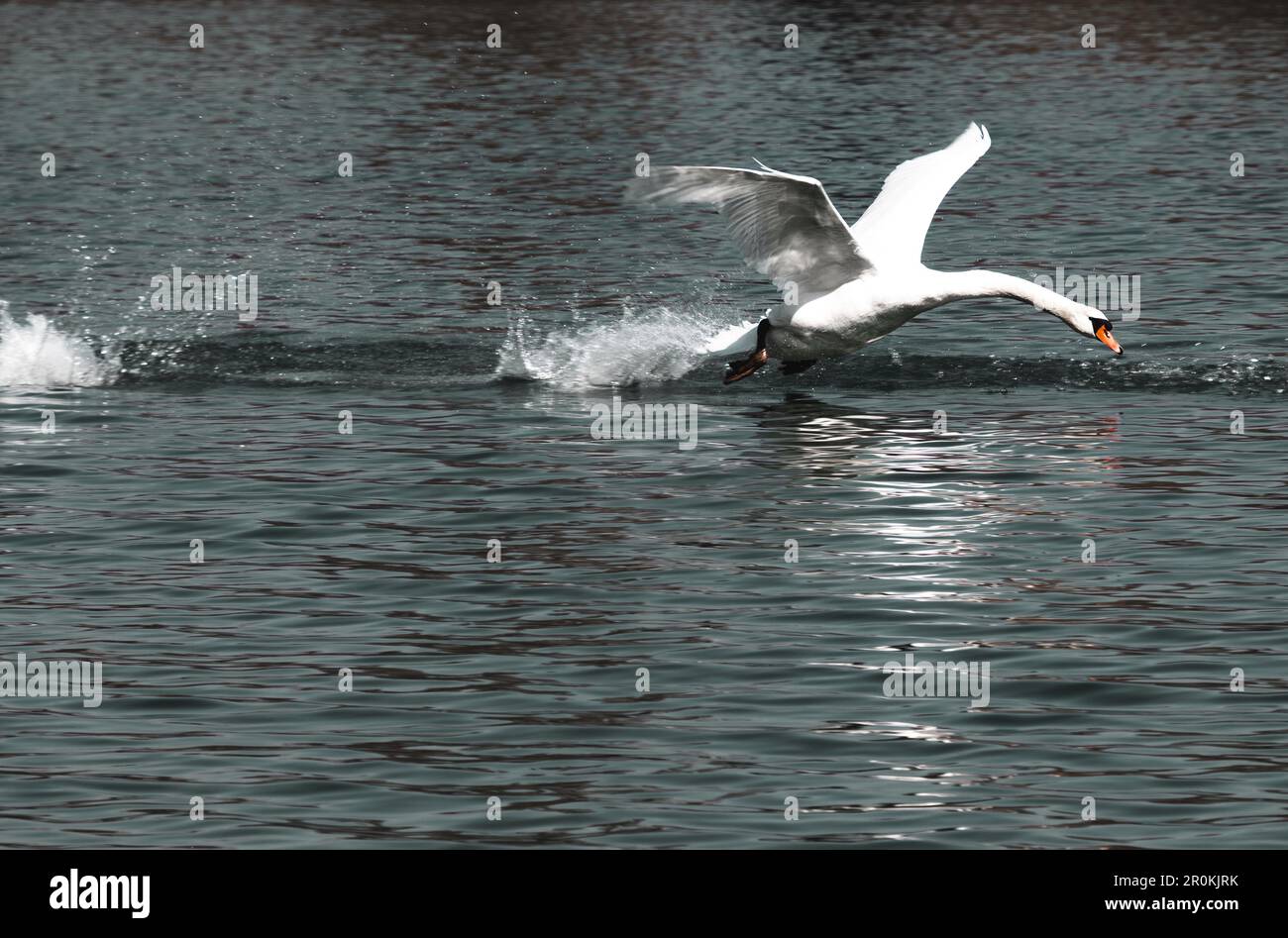 A beautiful white swan flying over the surface of a lake, having its ...
