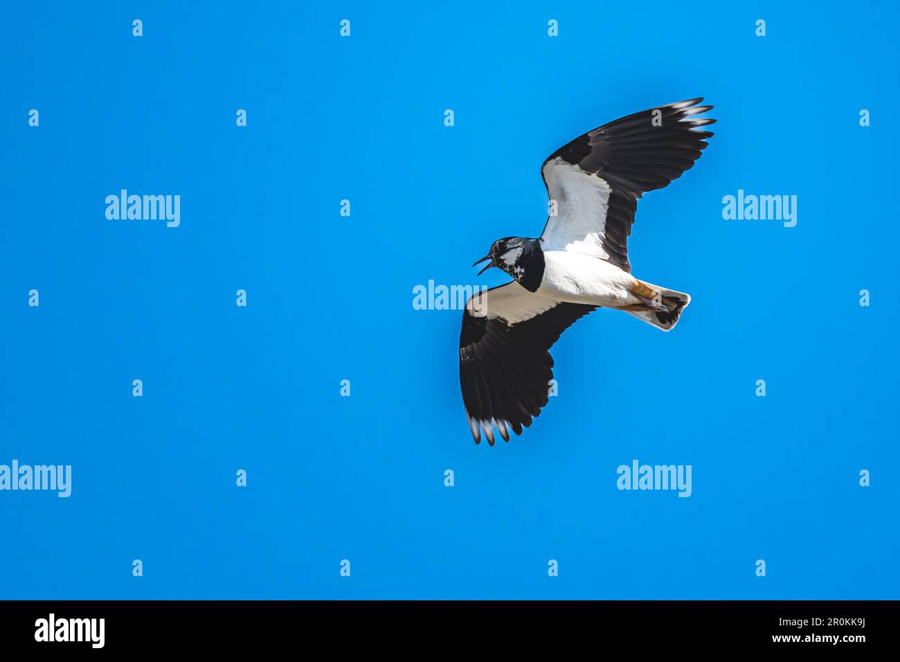 A bird flying in a blue sky with a copy space. Northern lapwing ...