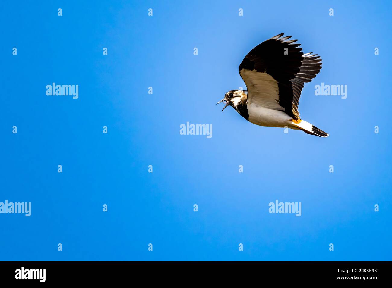A bird flying in a blue sky with a copy space. Northern lapwing ...