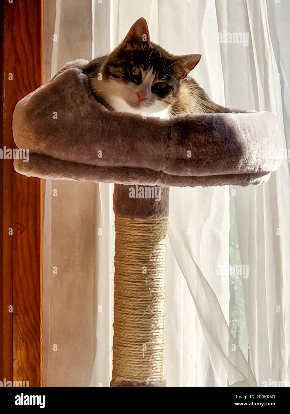 Daily life of a young female european domestic cat, Bron, France Stock ...