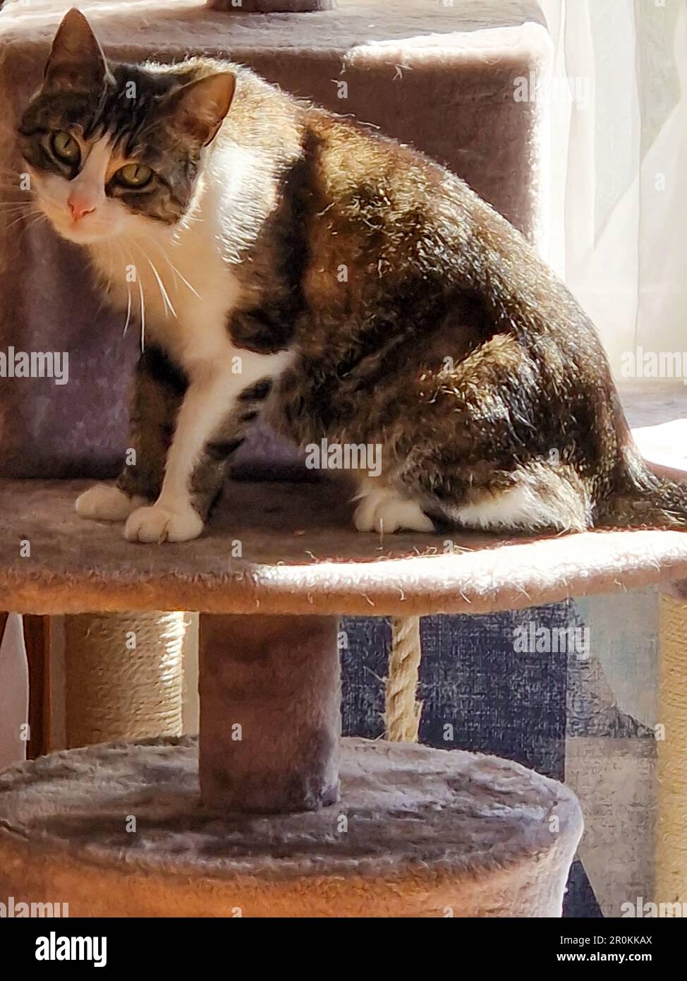 Daily life of a young female european domestic cat, Bron, France Stock ...