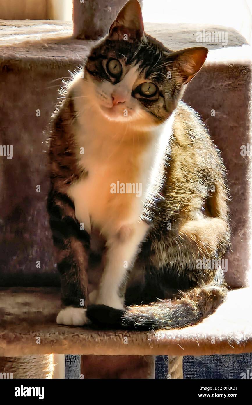 Daily life of a young female european domestic cat, Bron, France Stock ...