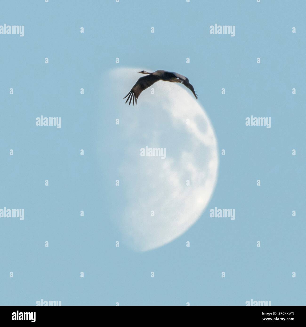 Flying cranes in front of the moon, sunset, crane family, birds of luck ...