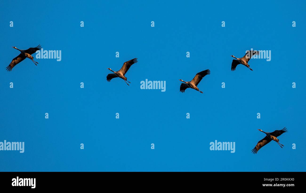 Flying cranes in the evening sun, sunset, crane family, birds of luck ...