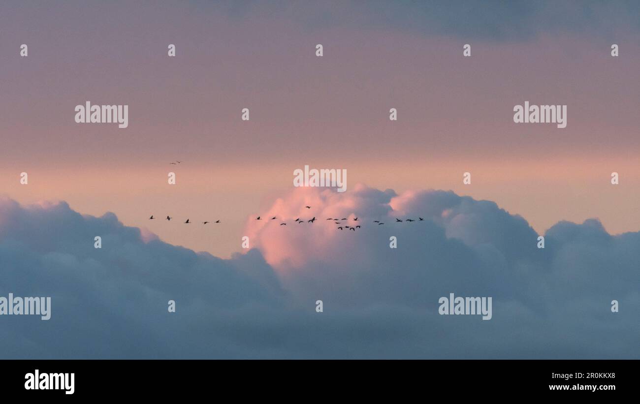 Bird migration in front of cloud formation, crane walk, birds of luck ...