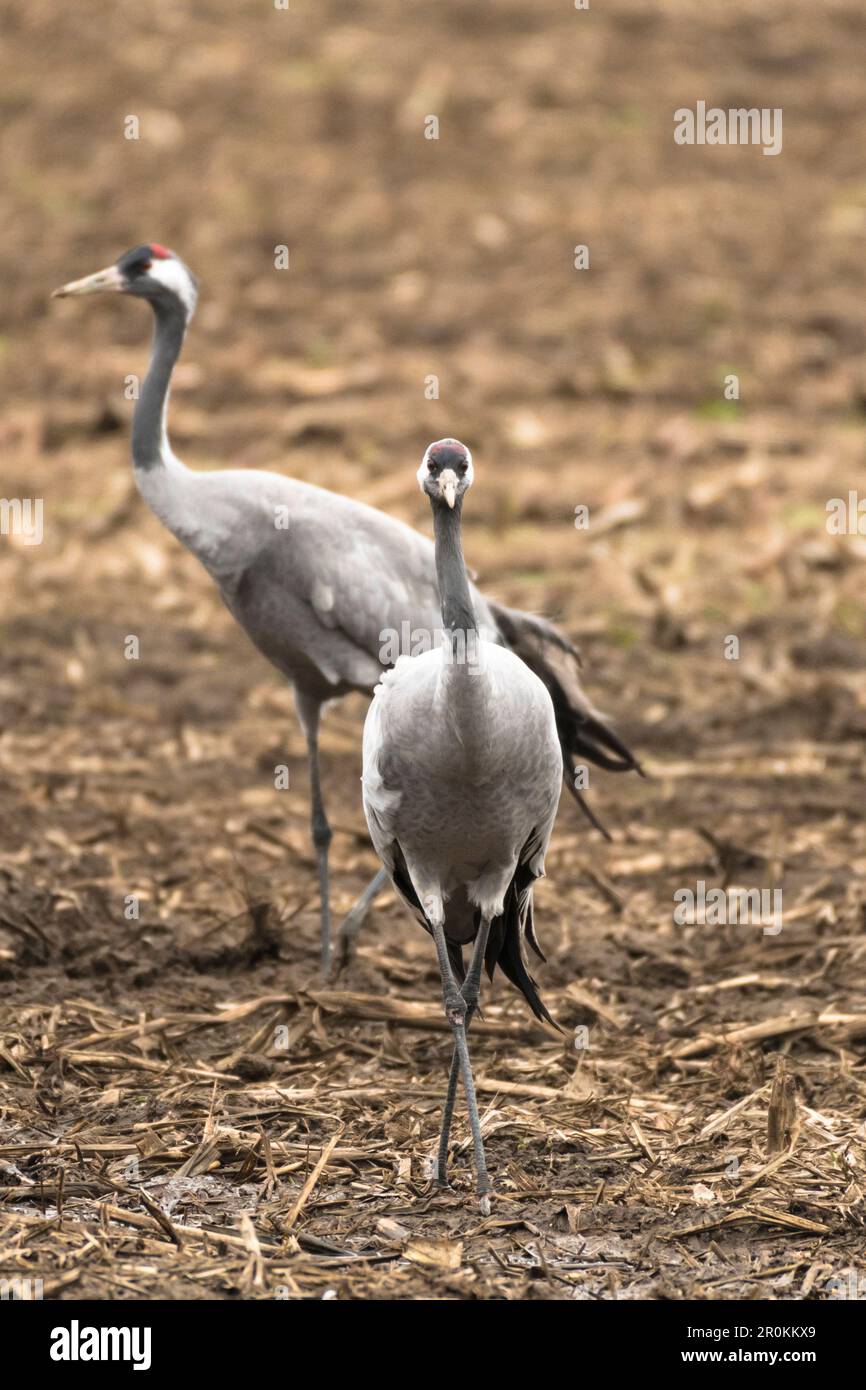Cranes, Birds of Luck, Bird, Bird Migration, Flying Cranes, Autumn ...