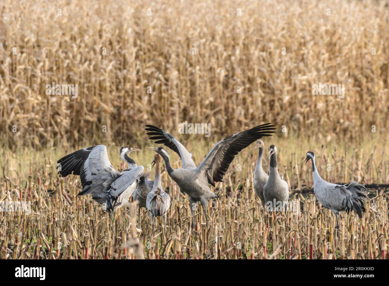 Cranes, Food Intolerance, Eating, Birds of Luck, Birds, Bird Migration ...