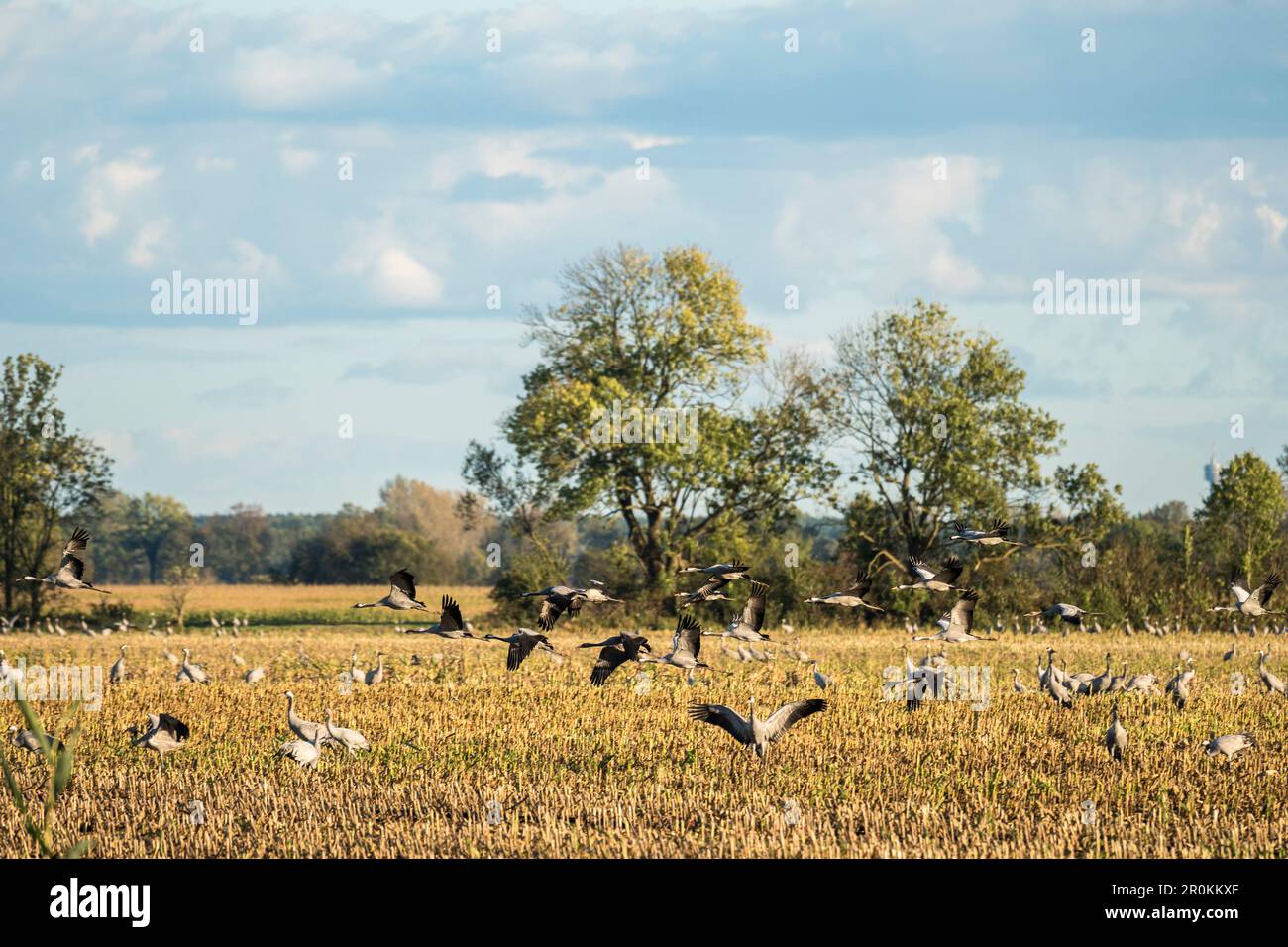 Cranes, Crane Long exposure, Birds of Luck, Birds, Bird migration ...